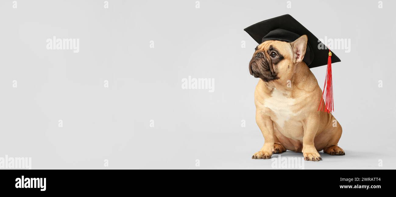 Cute dog in graduation hat on light background with space for text ...