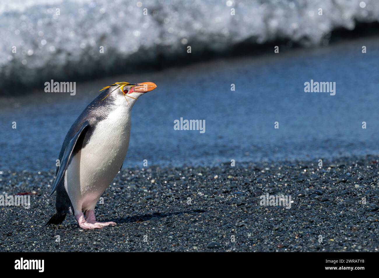 Australia, Tasmania, Macquarie Island, Sandy Bay (UNESCO) Royal ...