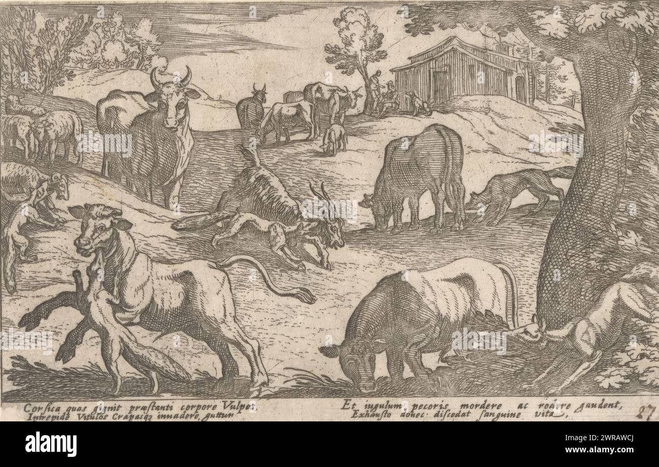 Foxes attack farm animals hi-res stock photography and images - Alamy