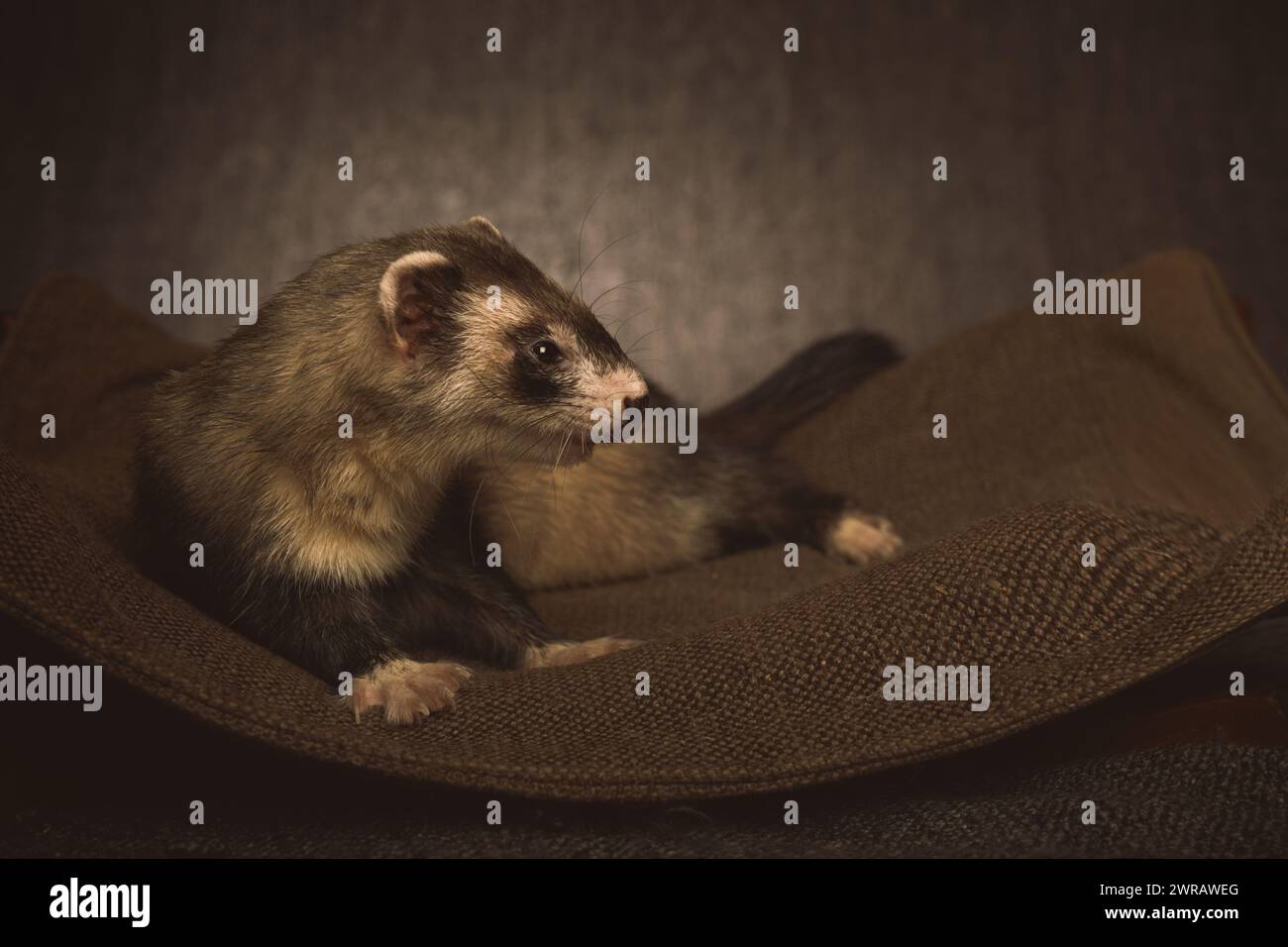 Female ferret mother posing for portrait in studio Stock Photo - Alamy