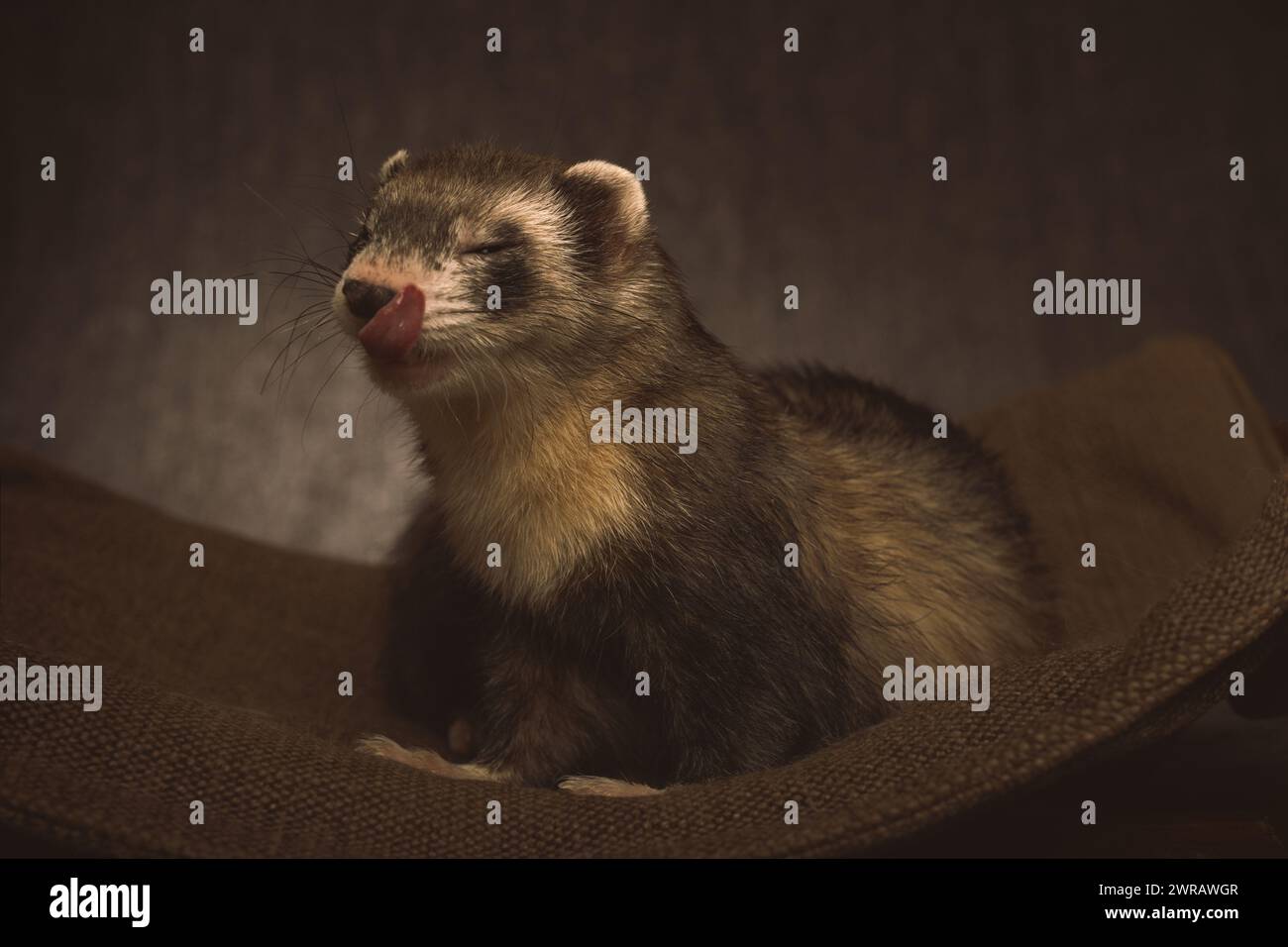 Female ferret mother posing for portrait in studio Stock Photo - Alamy