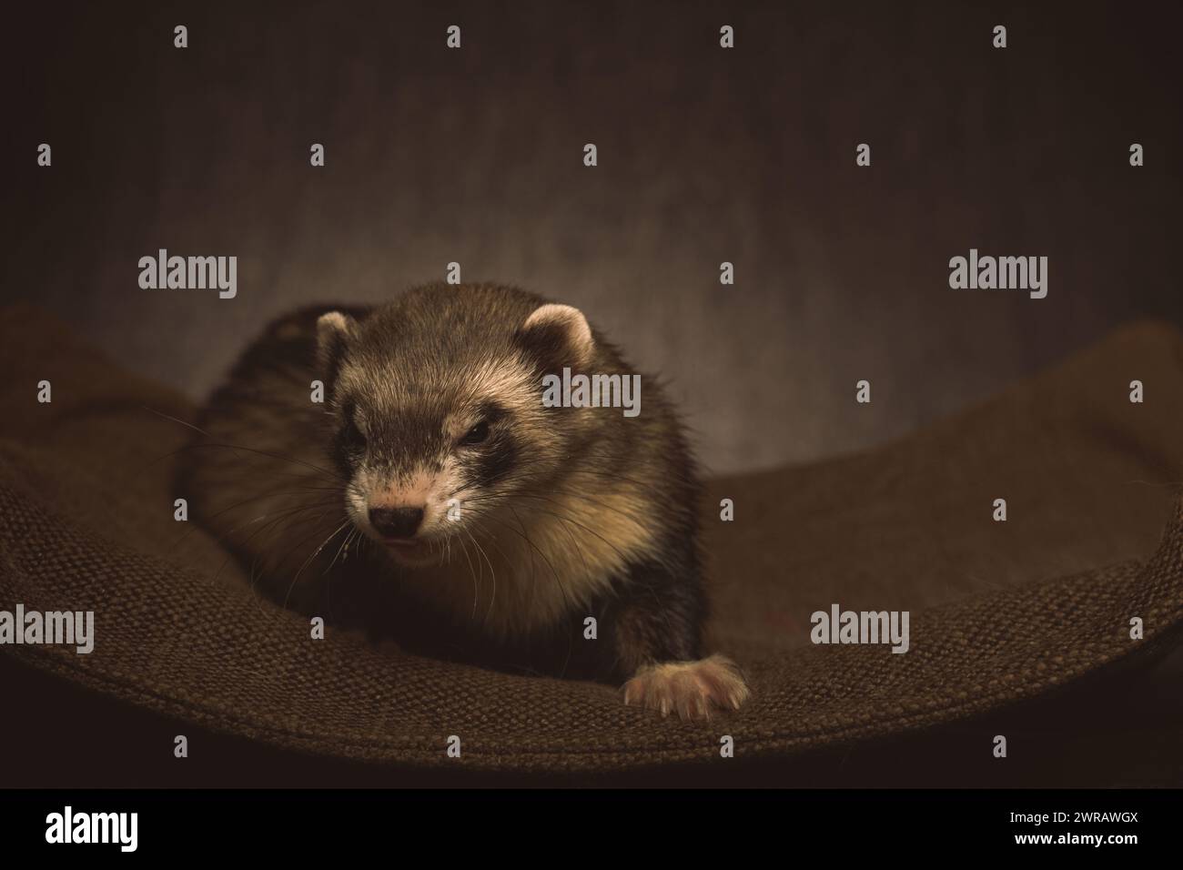 Female ferret mother posing for portrait in studio Stock Photo - Alamy