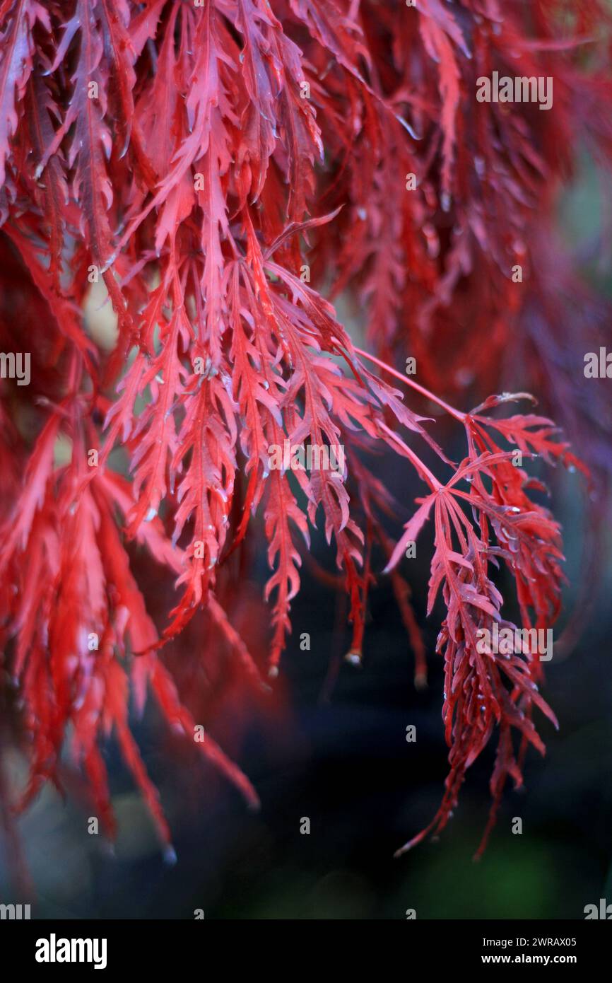 28/10/11 ..Acer Palmatum Dissectum "Crimson Queen"..Four Seasons garden ...