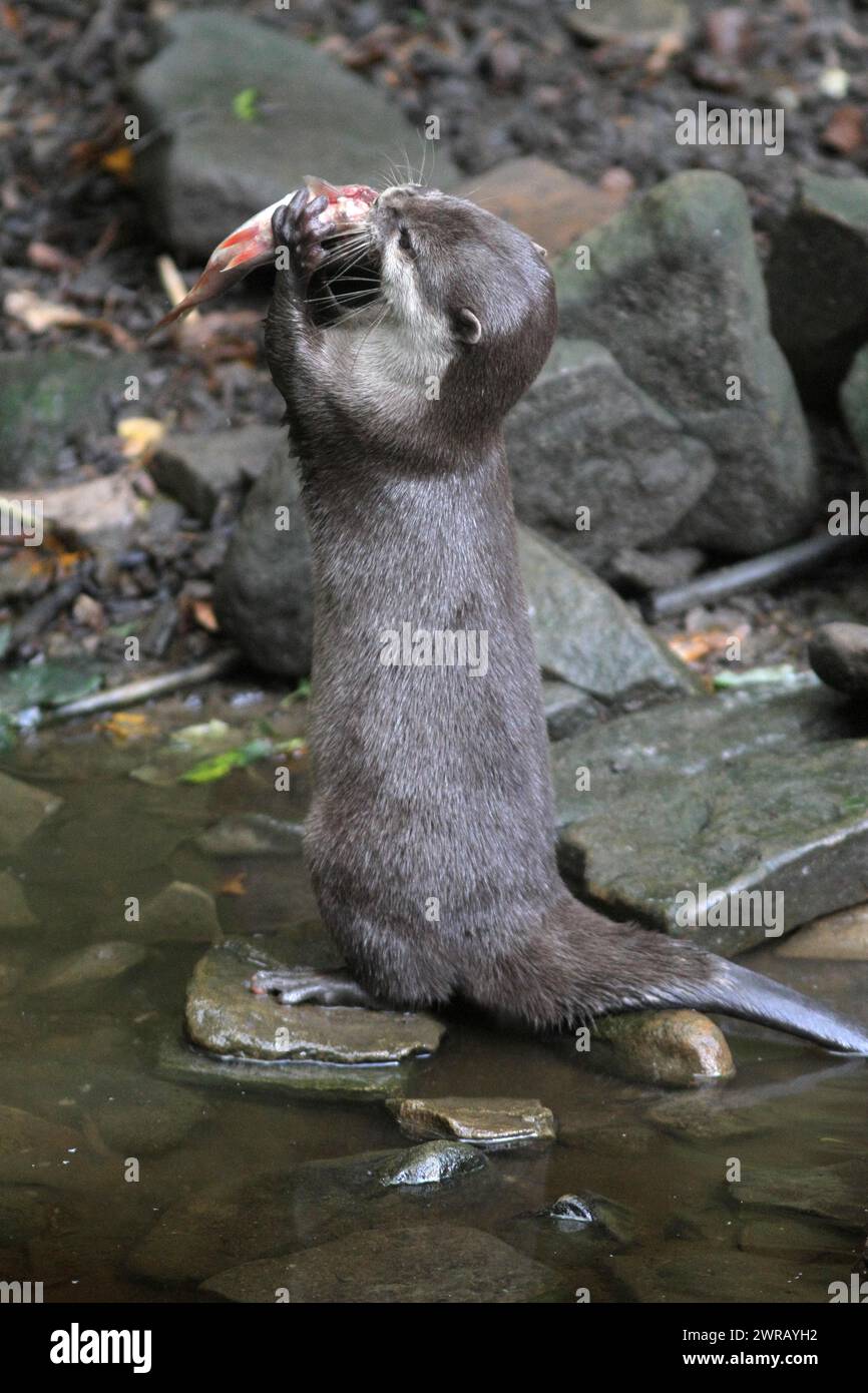 Chatara hi-res stock photography and images - Alamy