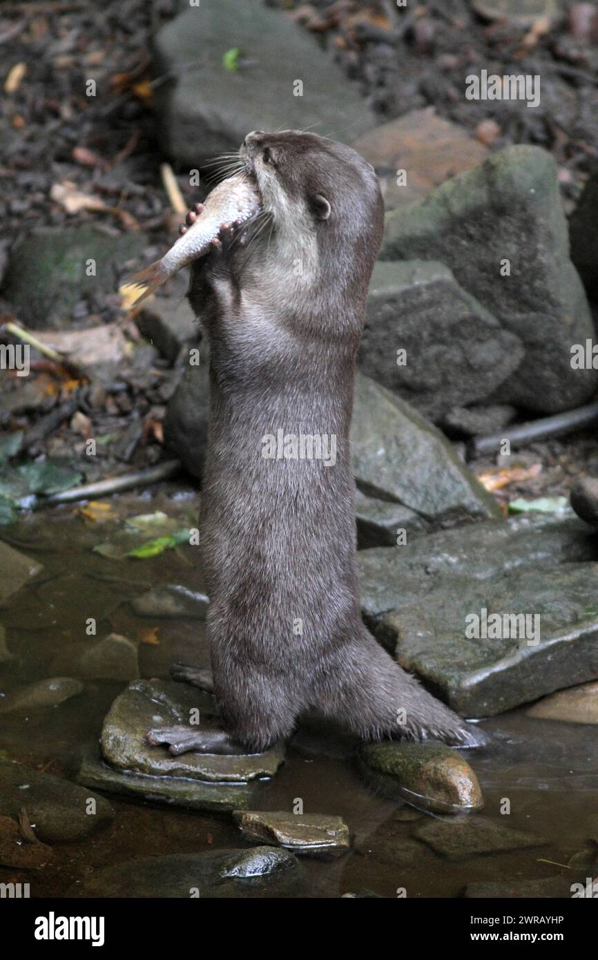 09/09/11...Looking like a meerkat standing on centry duty an otter has ...