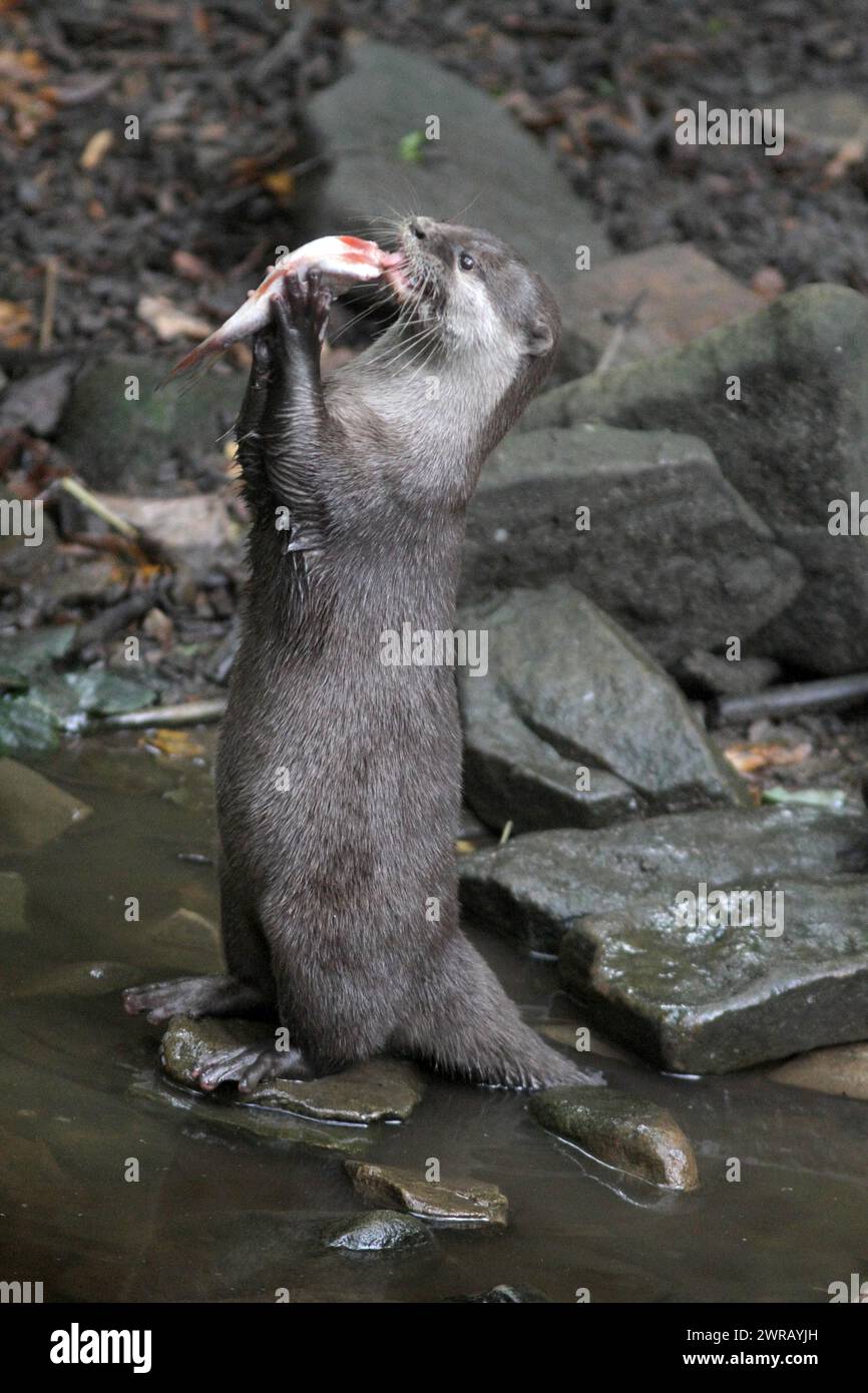 Chatara hi-res stock photography and images - Alamy