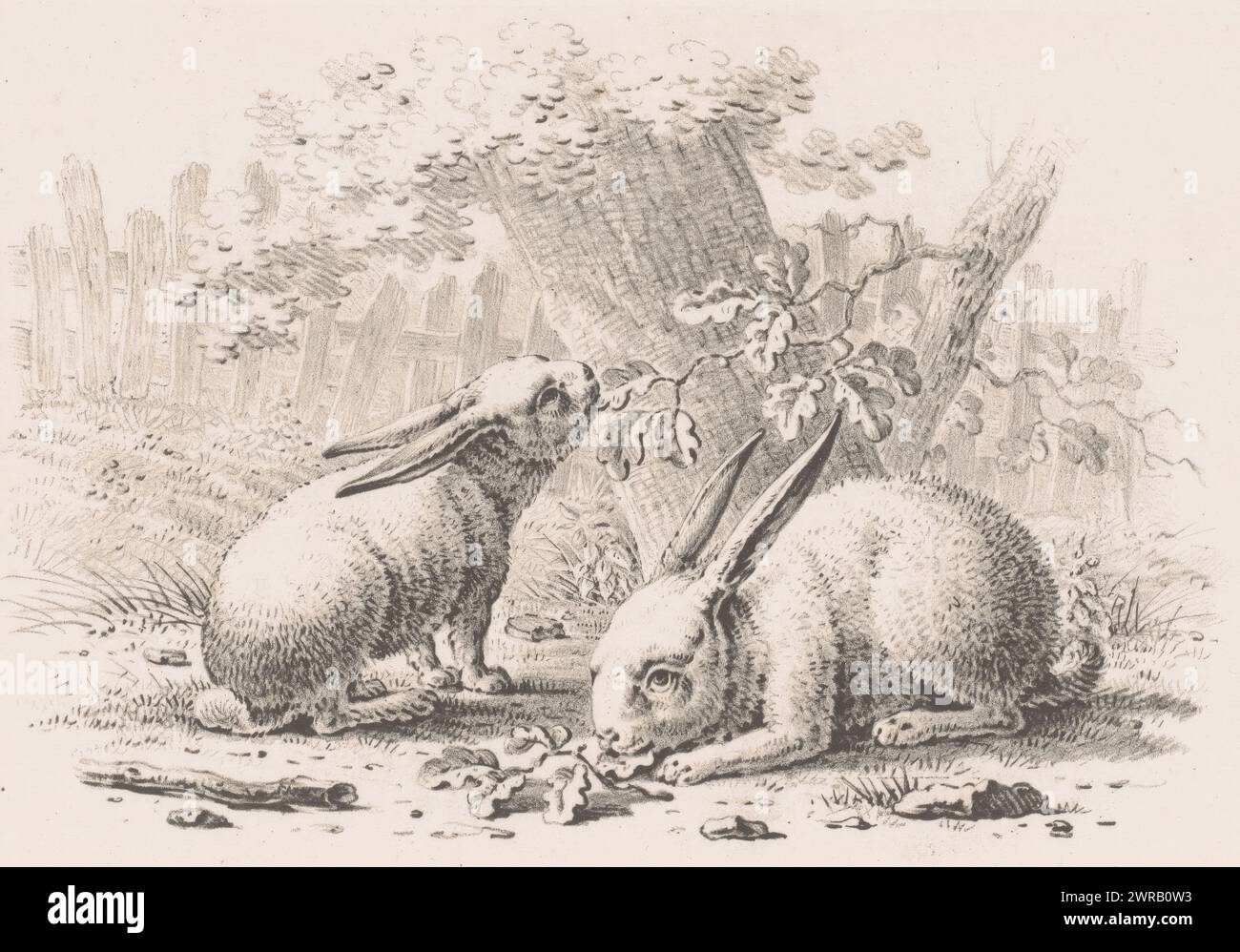 Two rabbits nibbles hi-res stock photography and images - Alamy
