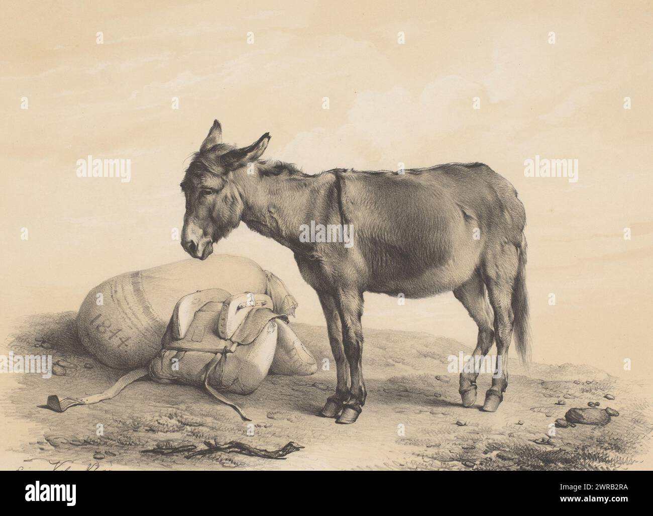 Resting pack mule hi-res stock photography and images - Alamy