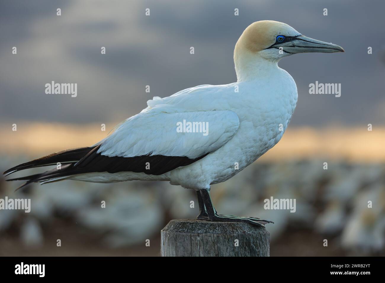 Portrait of a Gannet at sunrise Stock Photo - Alamy