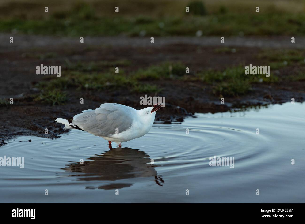 Seagull drinking from a puddle of water Stock Photo - Alamy