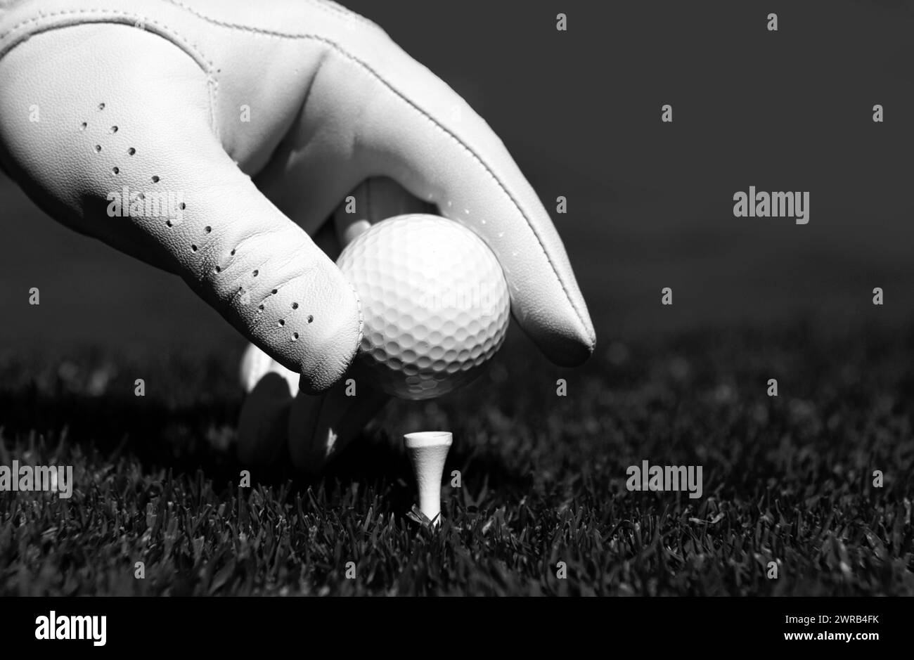 Hand putting golf ball on tee in golf course. Golf ball in grass Stock ...