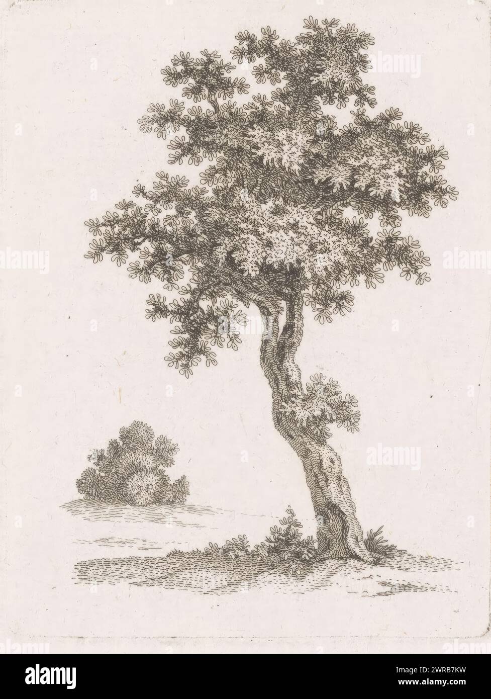 Tall tree with bush in background, print maker: anonymous, Germany ...