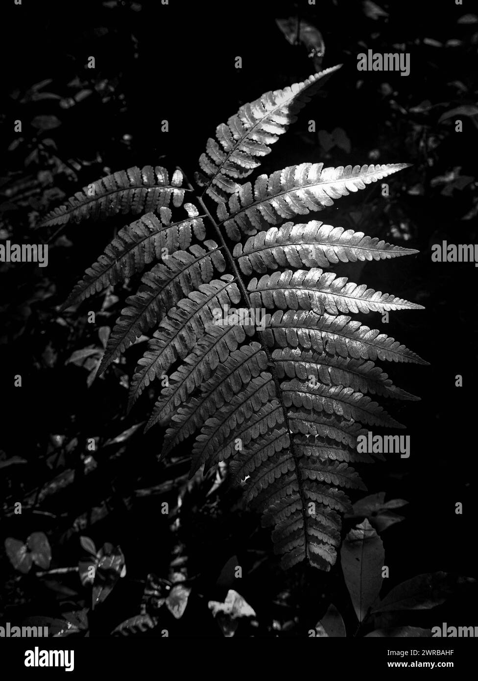Fern wood in forest Black and White Stock Photos & Images - Alamy