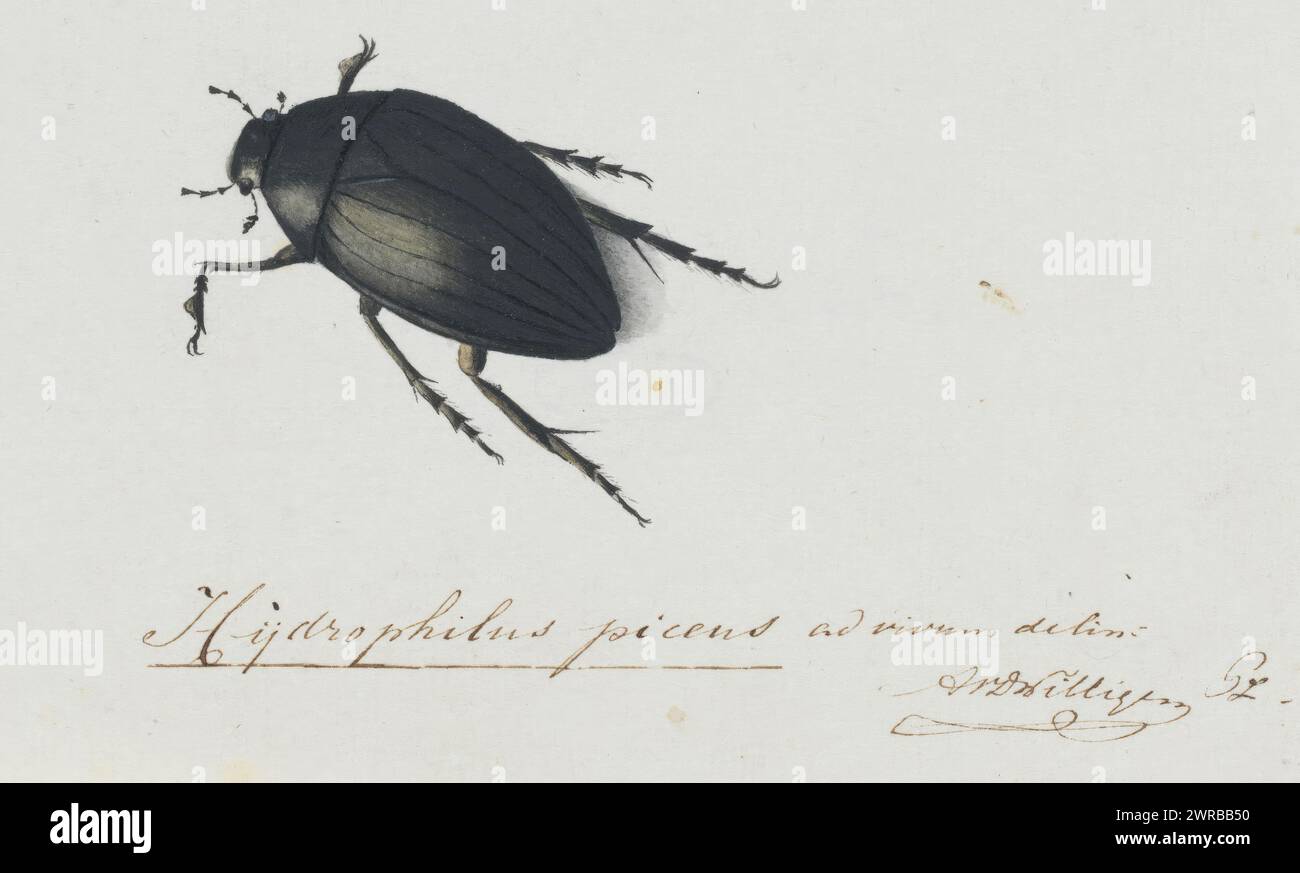 Hydrophilus picens hi-res stock photography and images - Alamy