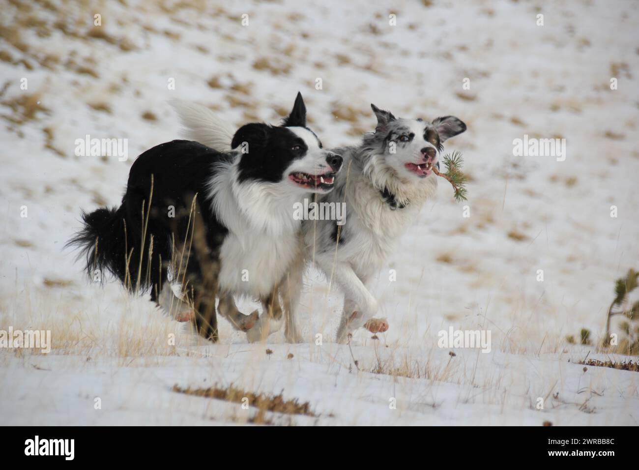 Two Border Collies running joyfully in the snowy landscape, Amazing ...