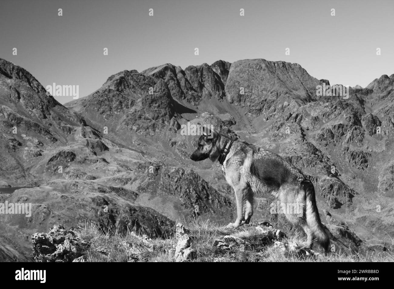 Photo of dogs hi-res stock photography and images - Alamy