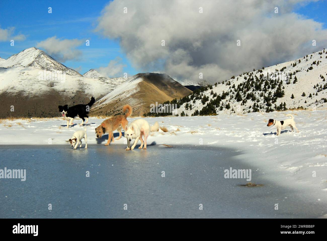 A group of dogs traverse snowy terrain with mountain backdrop and ...