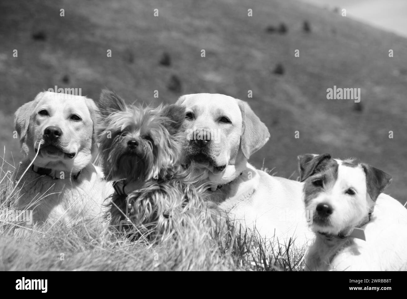 Four dogs in black and white photo sitting side by side in grass ...