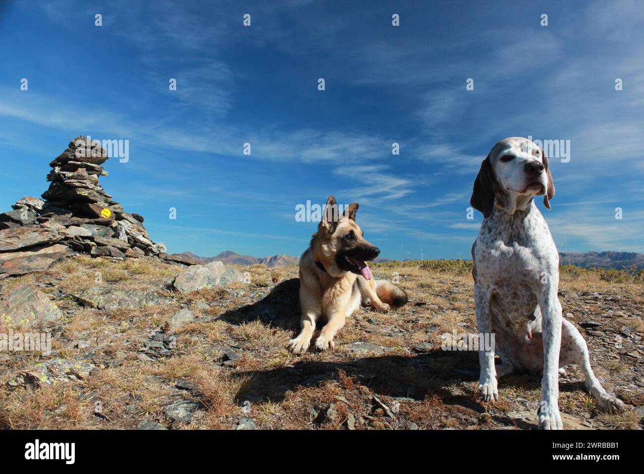 Two dogs resting on a mountain with a clear blue sky, Amazing Dogs in ...