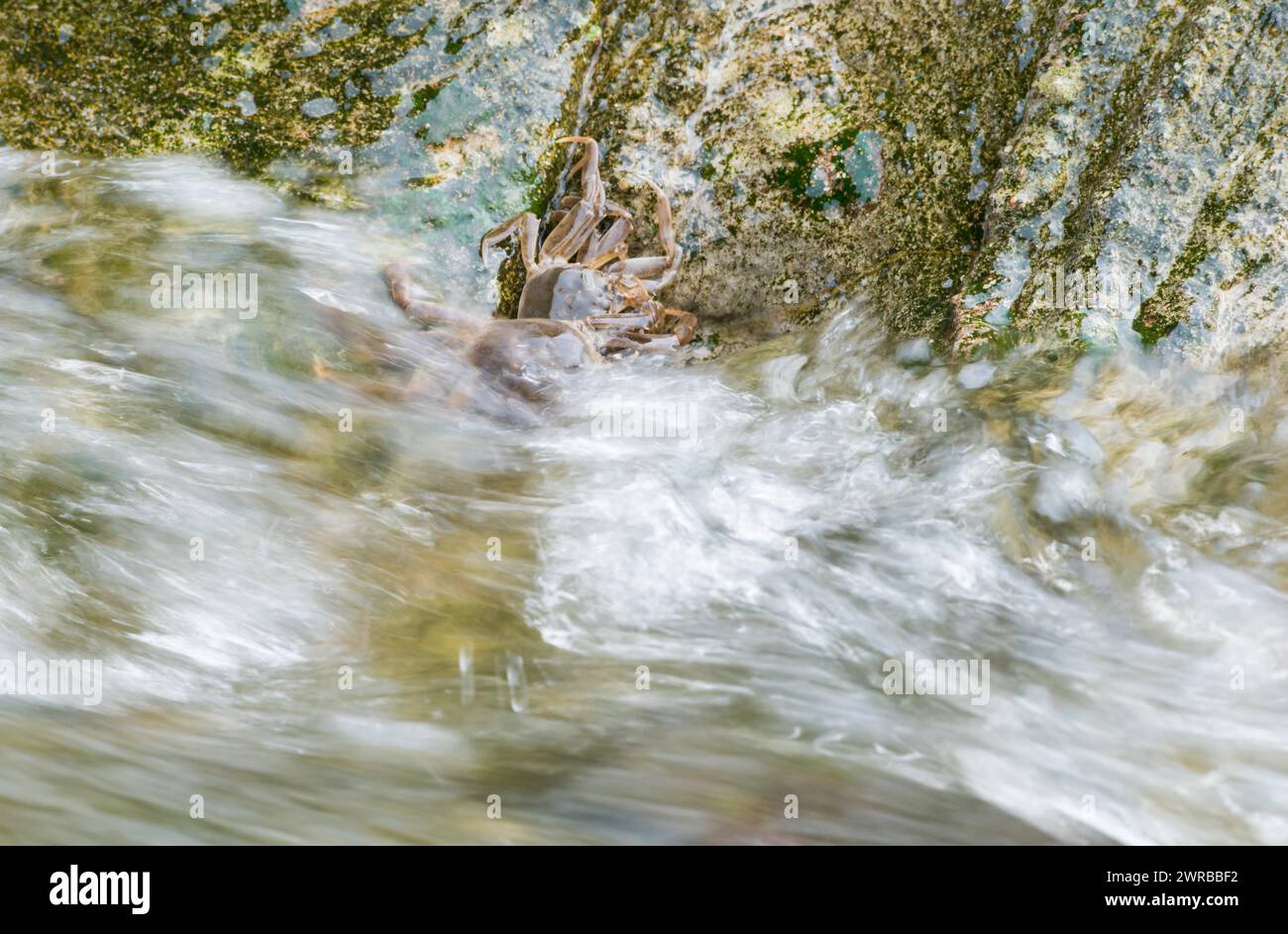 Two chinese mitten crab (Eriocheir sinensis), invasive species, neozoon ...