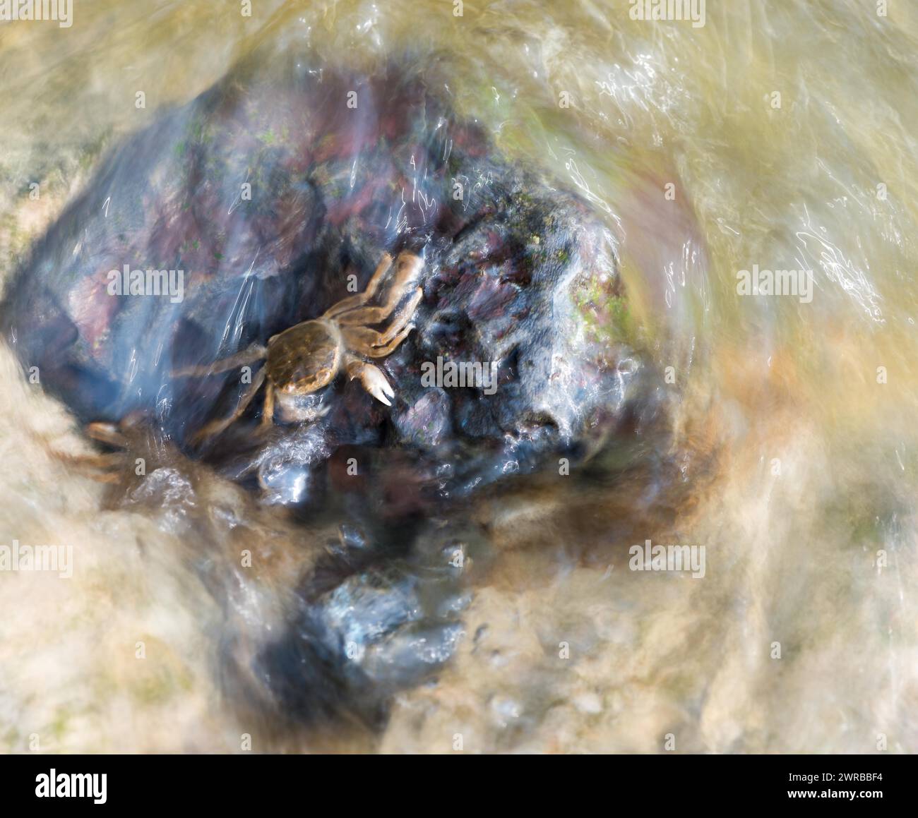 Several chinese mitten crab (Eriocheir sinensis), invasive species ...