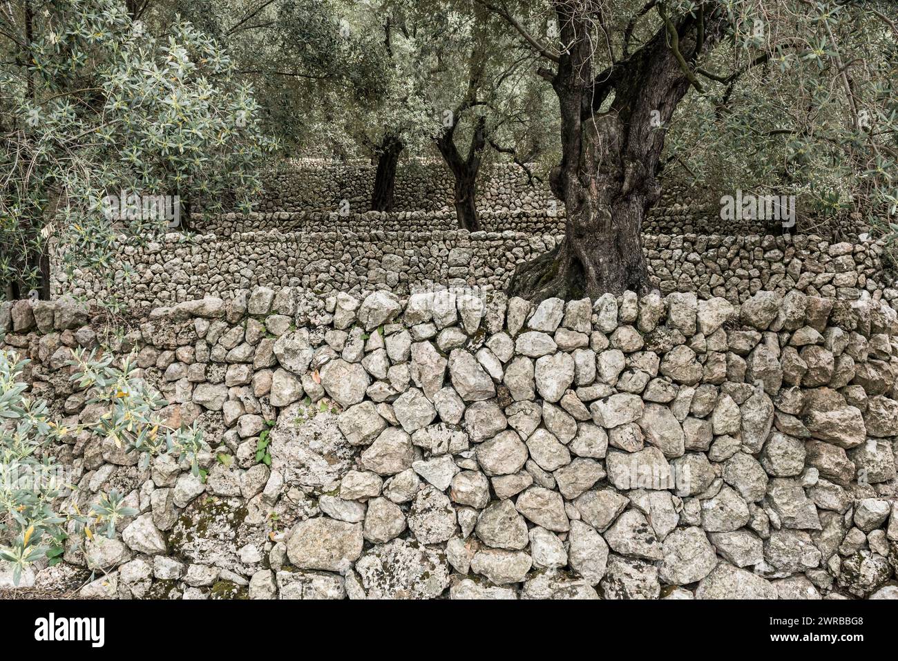 Olive trees and old stone wall, Fornalutx, Serra de Tramuntana, Majorca ...