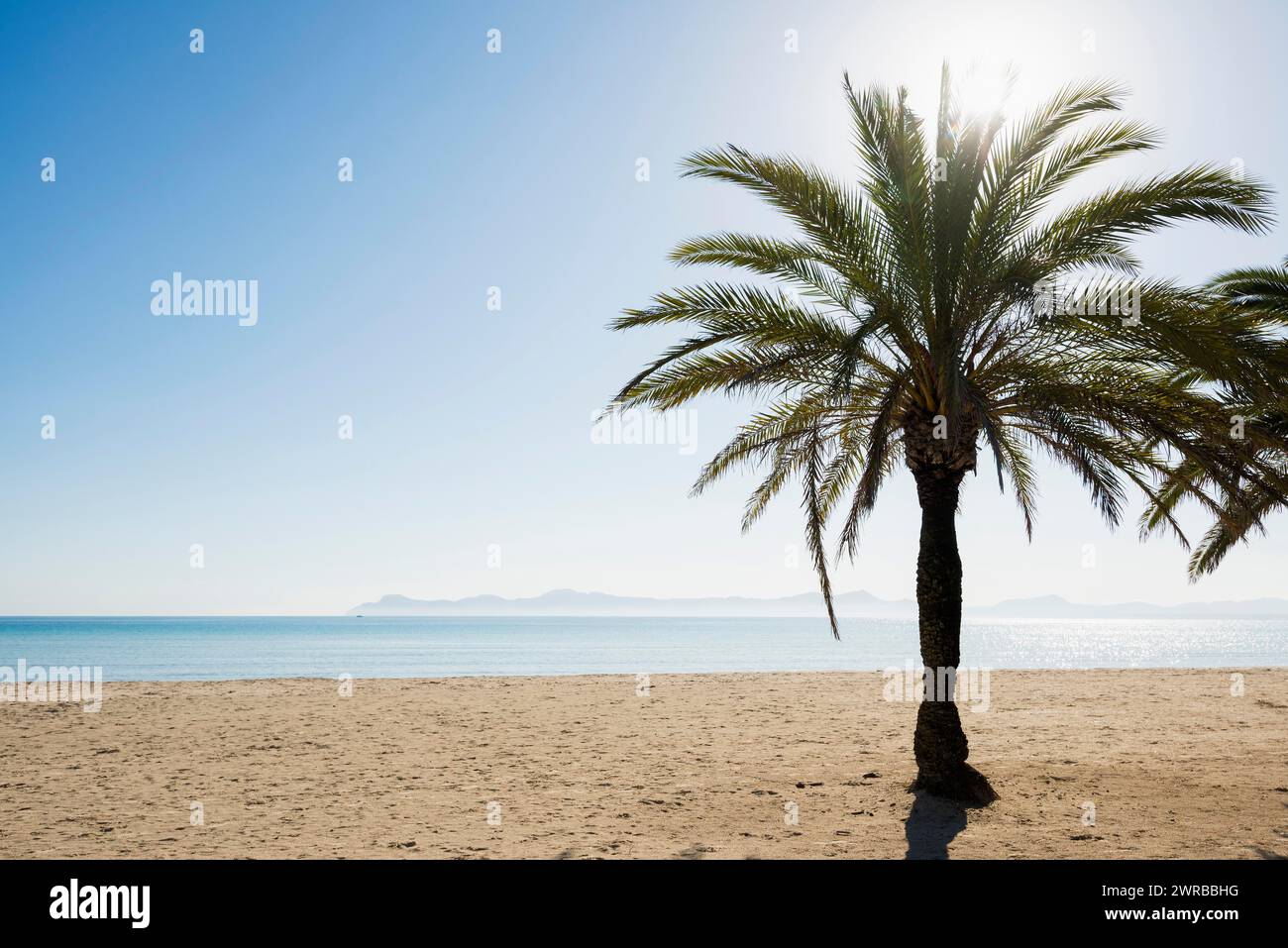 Beach with palm trees, Can Picafort, Bay of Alcudia, Majorca, Balearic ...