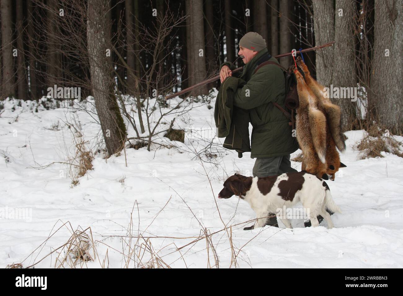 Hunter with shot winter foxes (Vulpes vulpes) in the snow, at his side ...