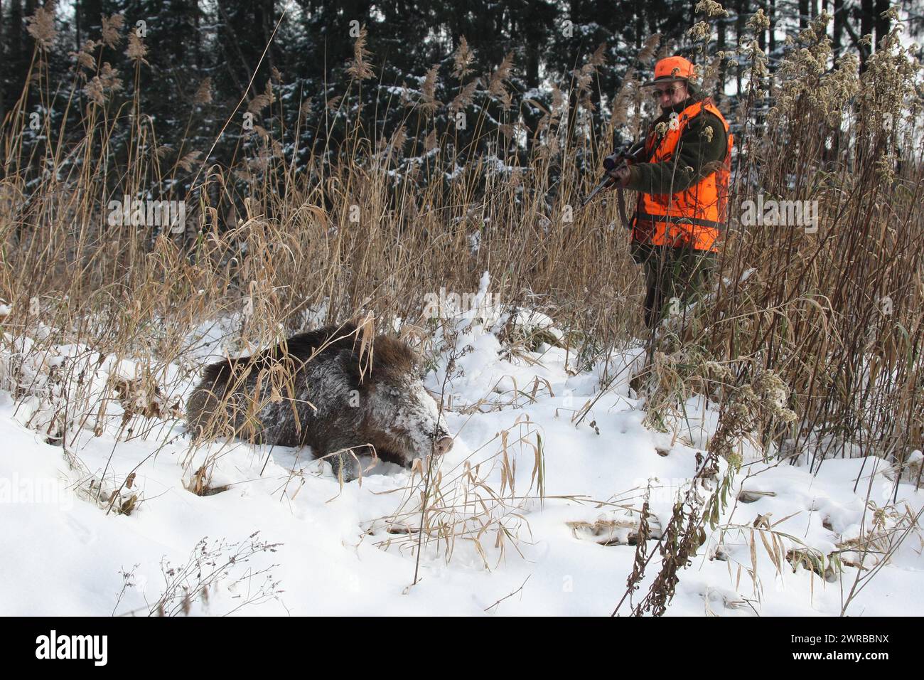 Hunter with signal waistcoat and rifle carefully approaches a wild boar ...