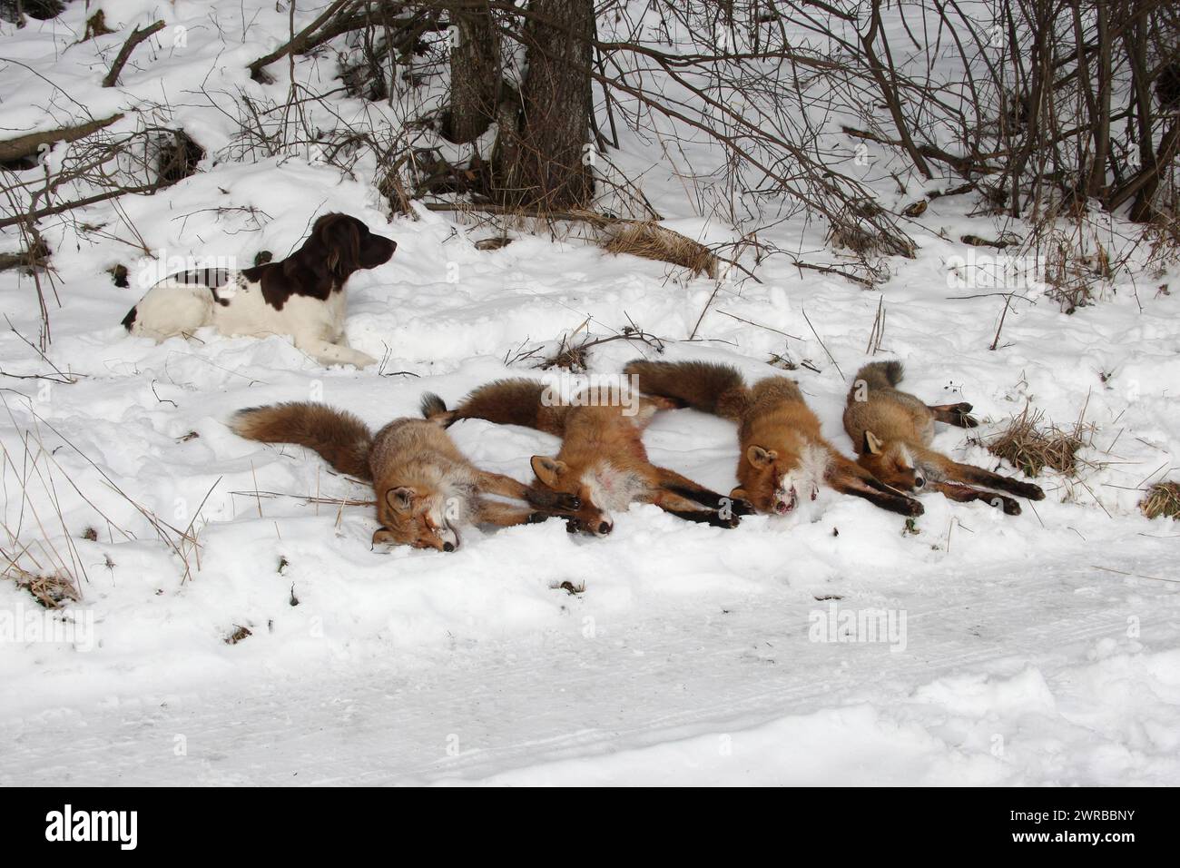 Red fox (Vulpes vulpes) shot foxes with hunting dog small Muensterlaender in the snow, Allgaeu ...