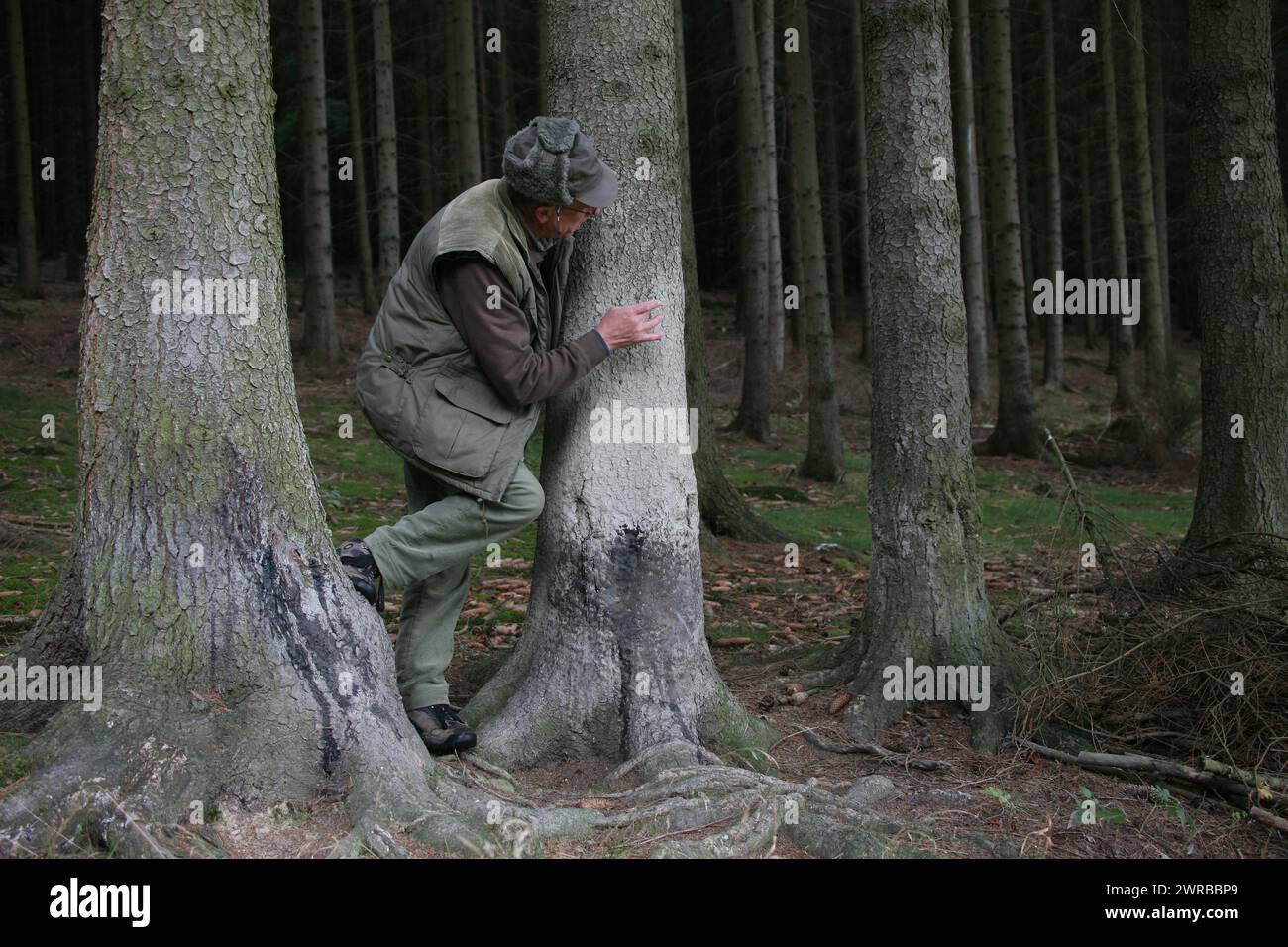 Deer rub tree hi-res stock photography and images - Alamy