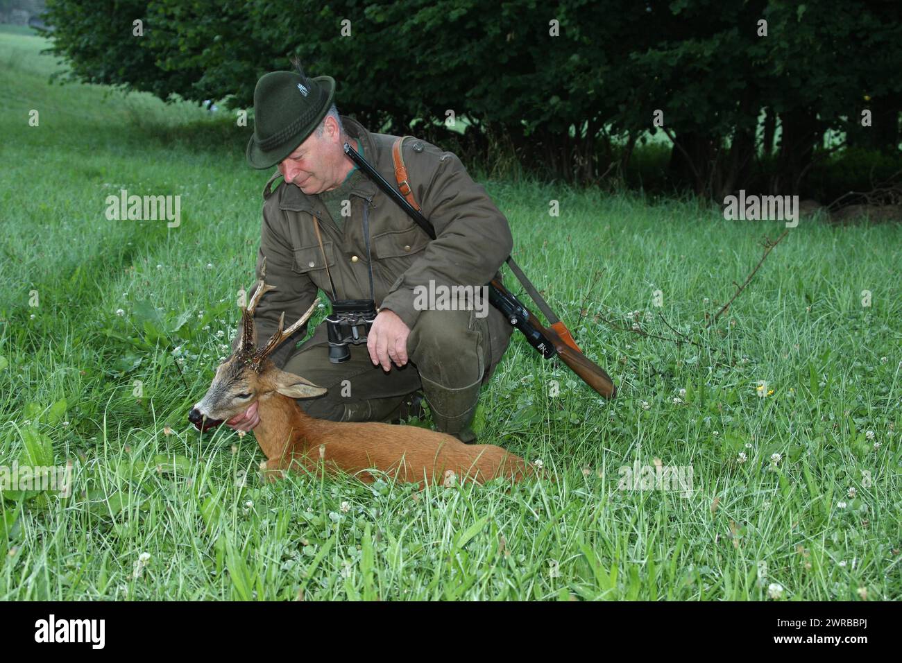 Hunter with an old european roe deer (Capreolus capreolus) Lower ...