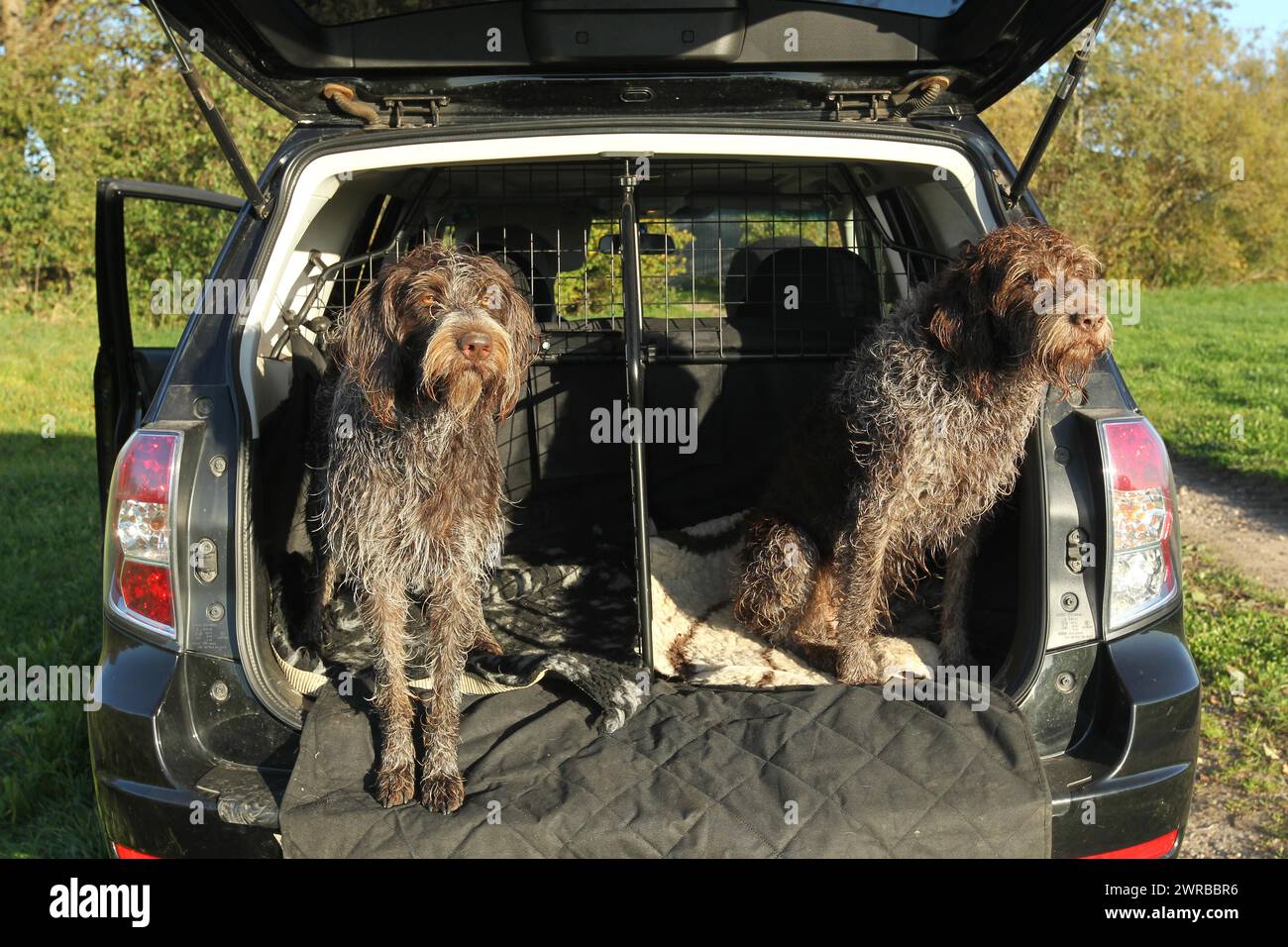 Hunting dogs in a car, Cesky Fousek (left) and Griffon, Allgaeu ...