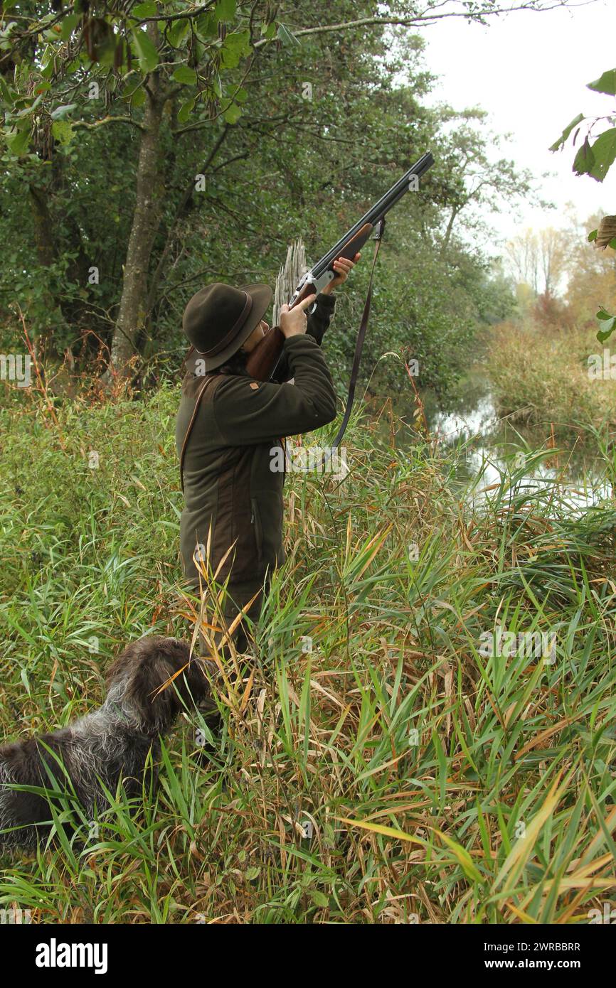 Female hunter aiming at flying mallard (Anas platyrhynchos) on the bank ...