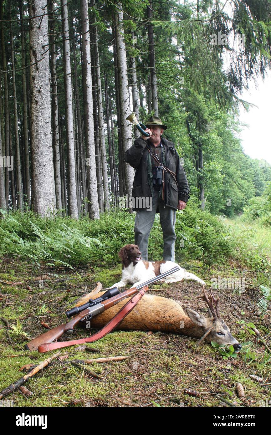 Hunter with hunting horn blowing a shot european roe deer (Capreolus ...