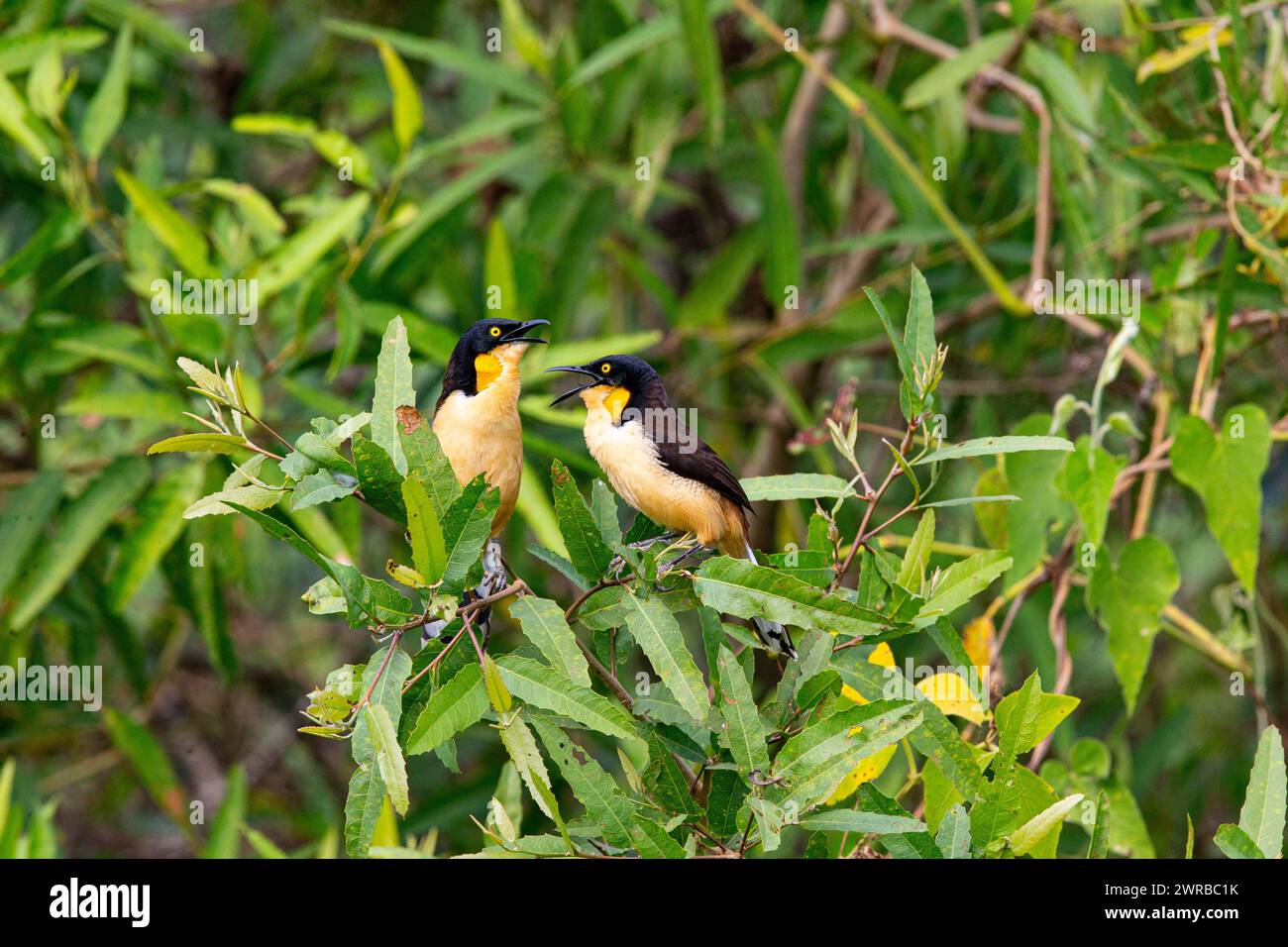 Reed warbler (Donacobius atricapillus) Pantanal Brazil Stock Photo - Alamy