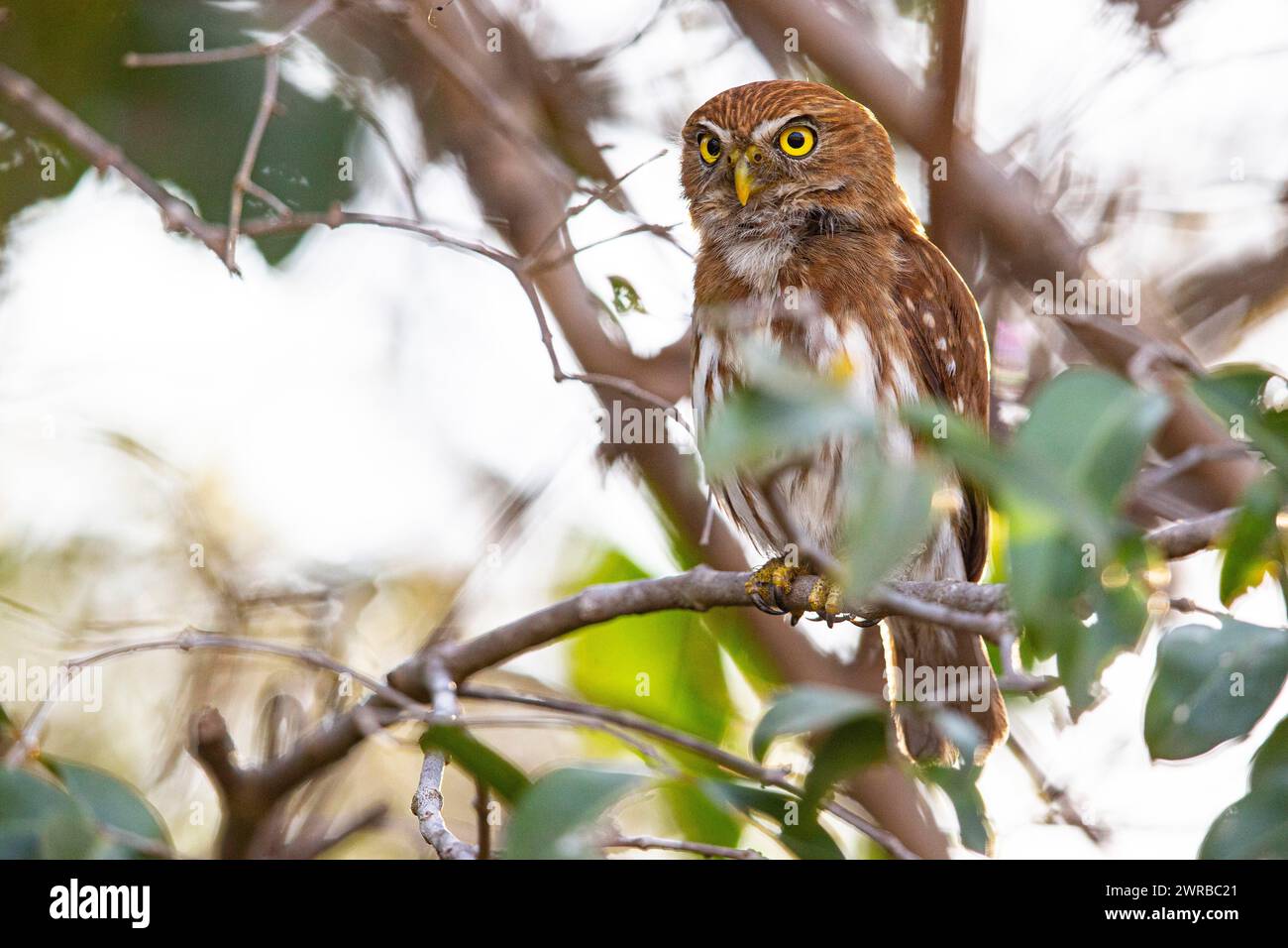 Brazilian Pygmy Owl Claucidium brasilianum) Pantanal Brazil Stock Photo ...