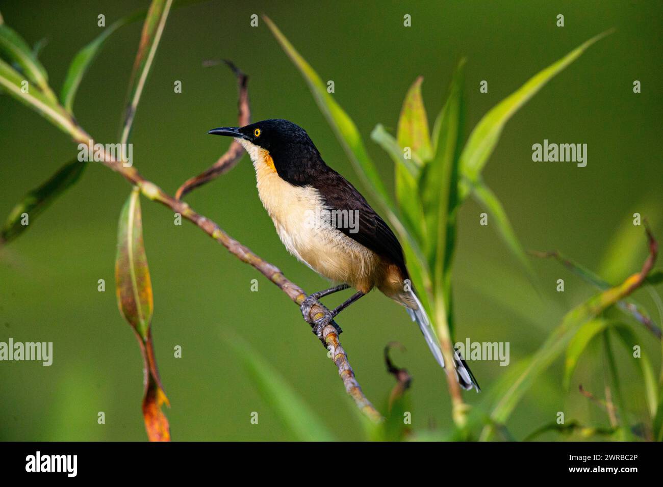 Reed warbler (Donacobius atricapillus) Pantanal Brazil Stock Photo - Alamy