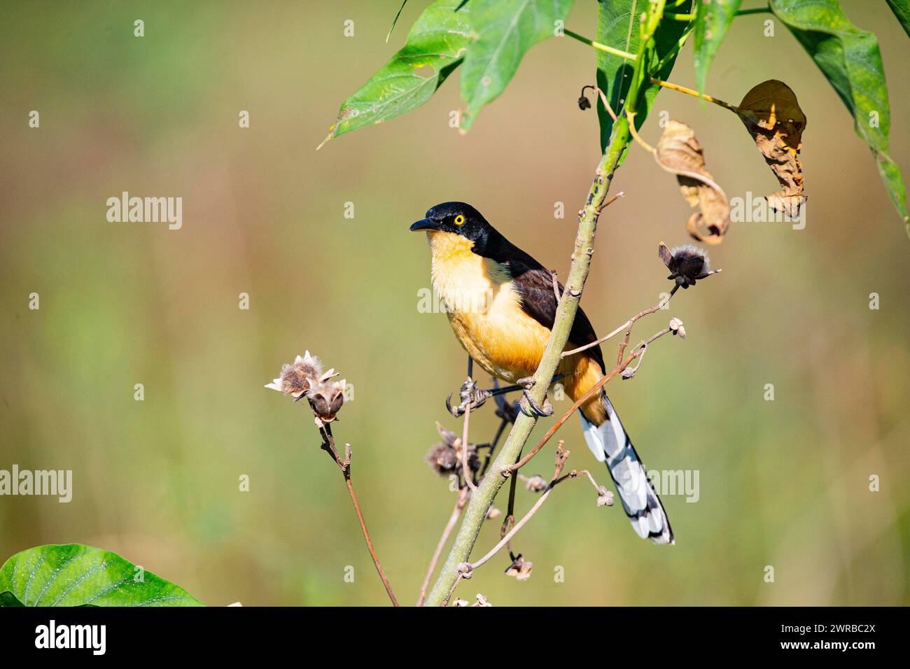 Reed warbler (Donacobius atricapillus) Pantanal Brazil Stock Photo - Alamy