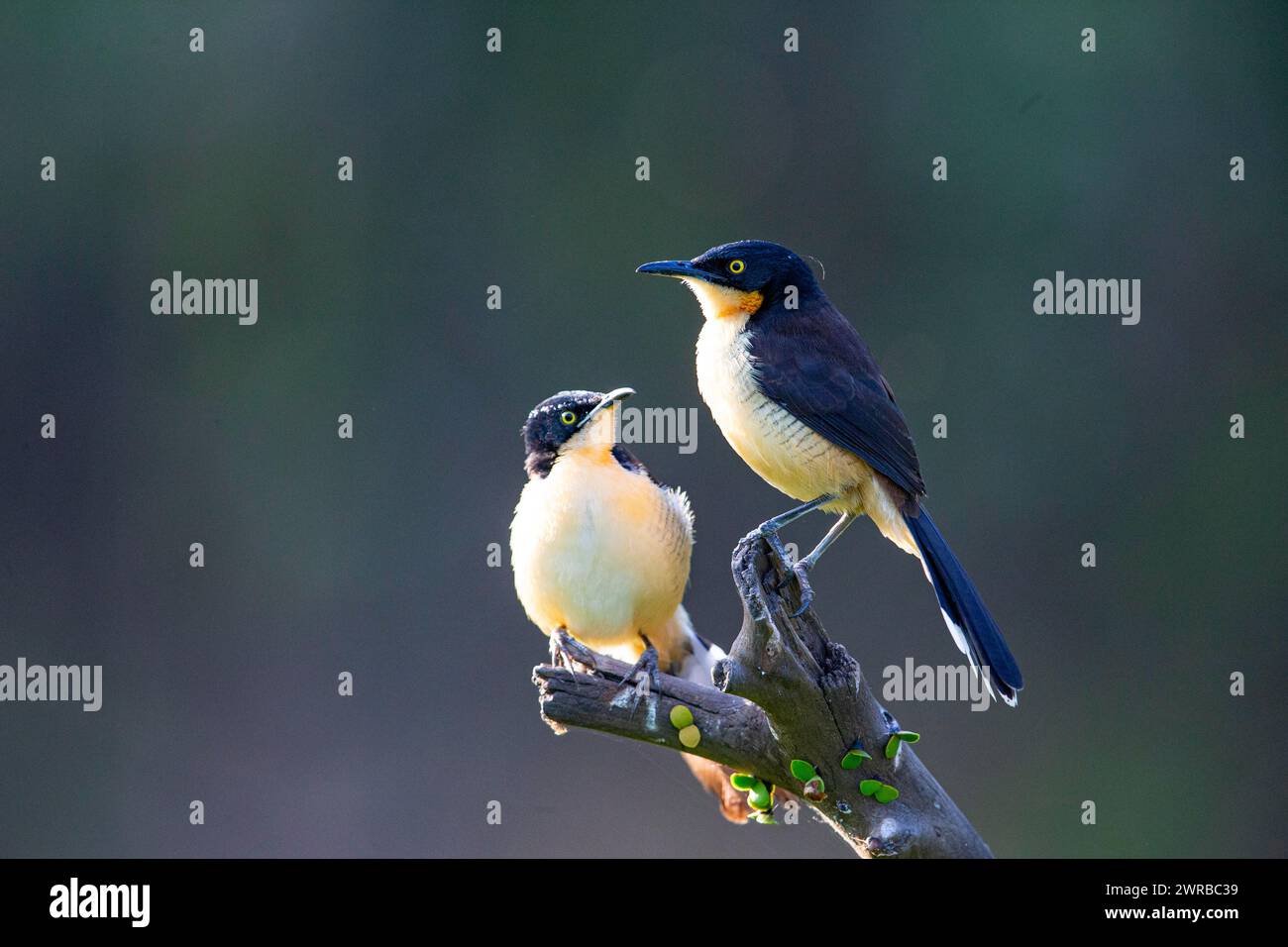 Reed warbler (Donacobius atricapillus) Pantanal Brazil Stock Photo - Alamy