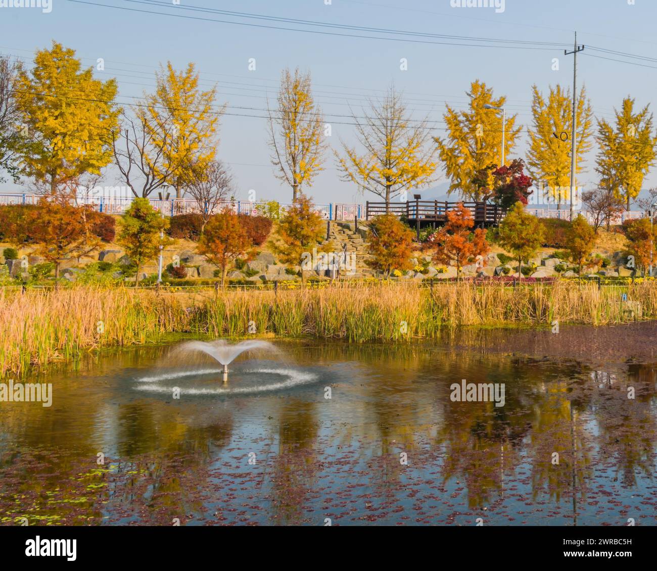 A serene pond with a fountain, bordered by reeds and vibrant autumn ...