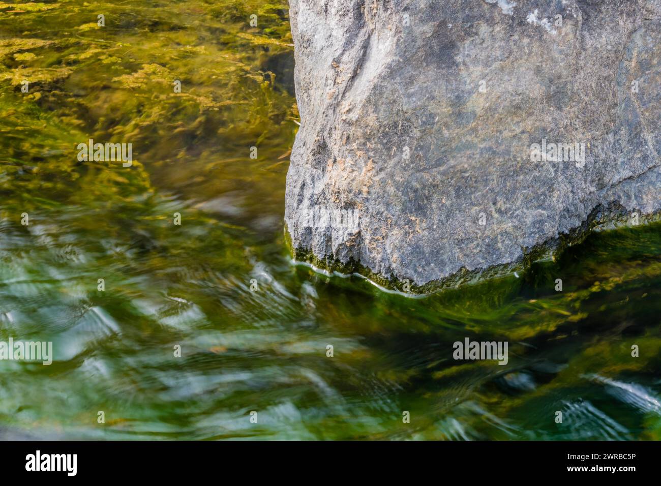 Sunlit water laps against a rock's edge, revealing submerged algae, in ...