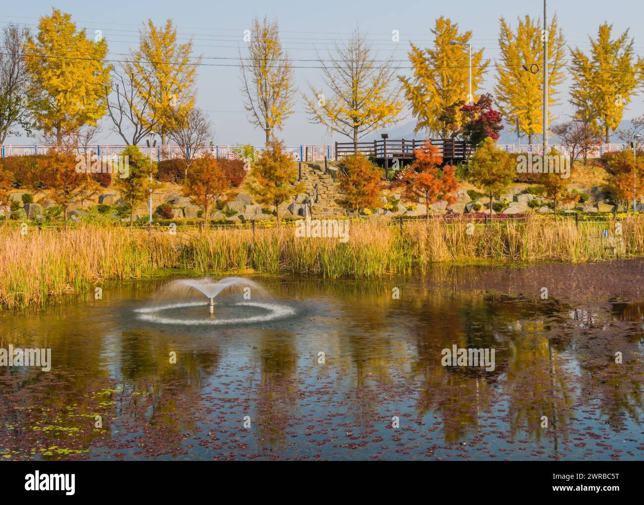 Urban park with a fountain, pond, autumn trees, and landscaped reeds ...