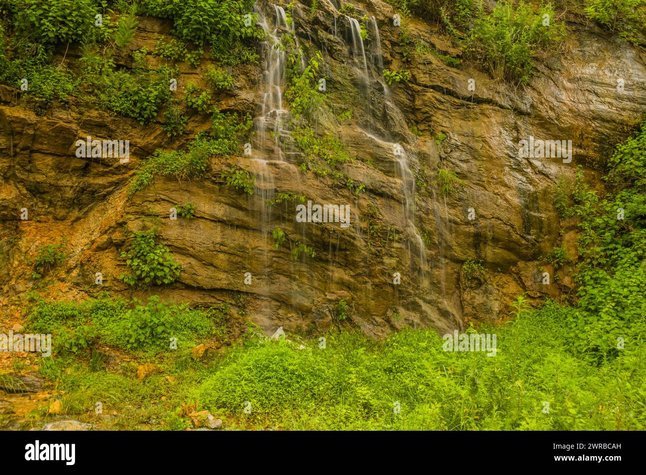Cascading water flows down a cliff with a dense cover of green plants ...