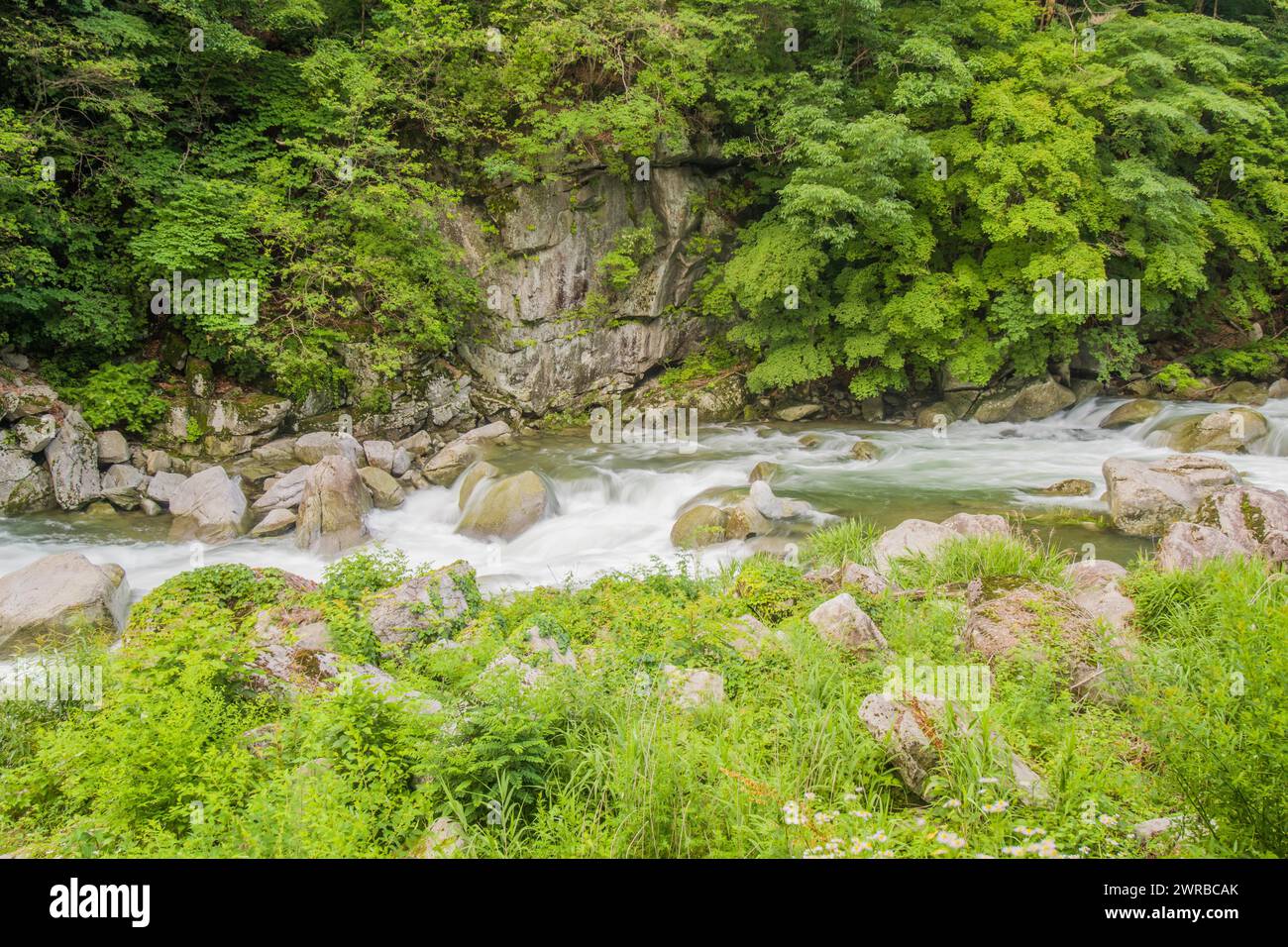 Gentle flowing water through a riverbed with boulders and lush greenery ...