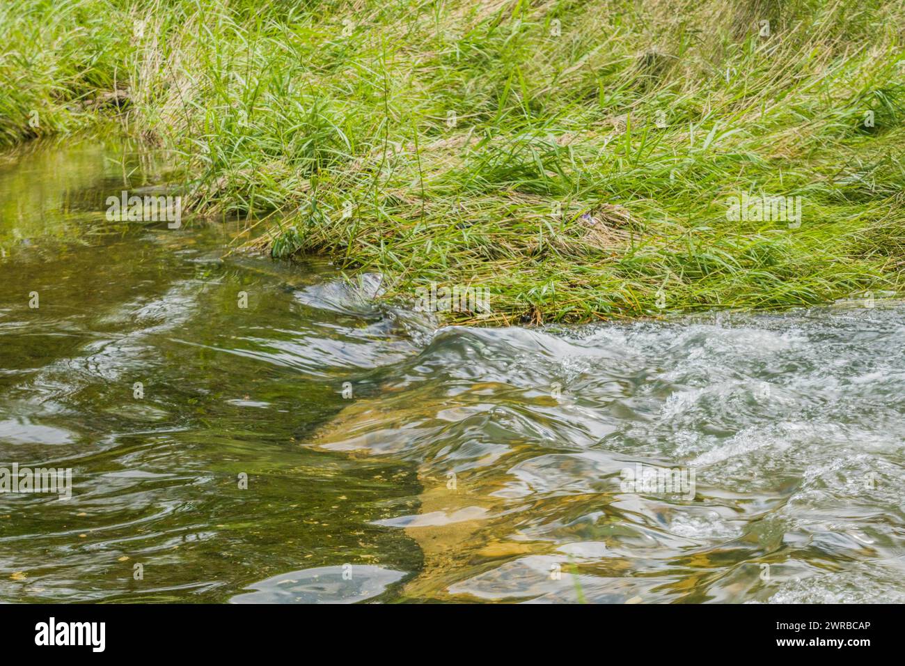 Close view of a stream with vivid green grass and water moving over ...