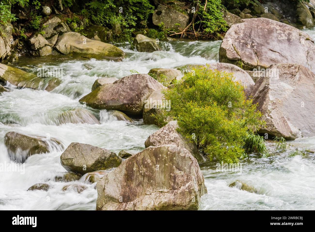 Swift-moving water cascading over rocks in a green woodland stream, in ...