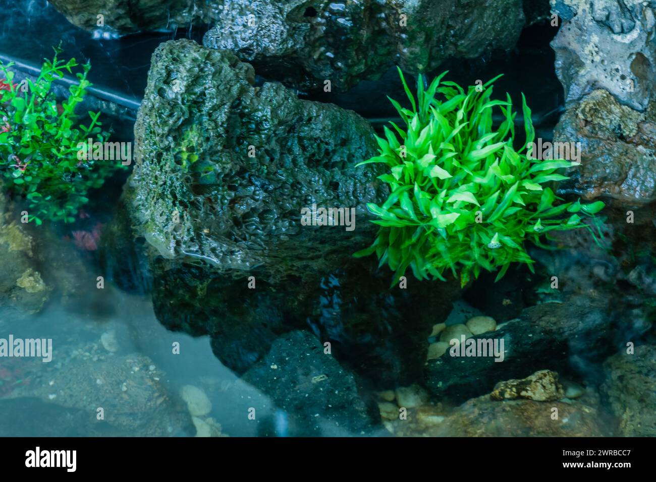 Vivid aquatic plants growing on rocks with still water reflecting the ...