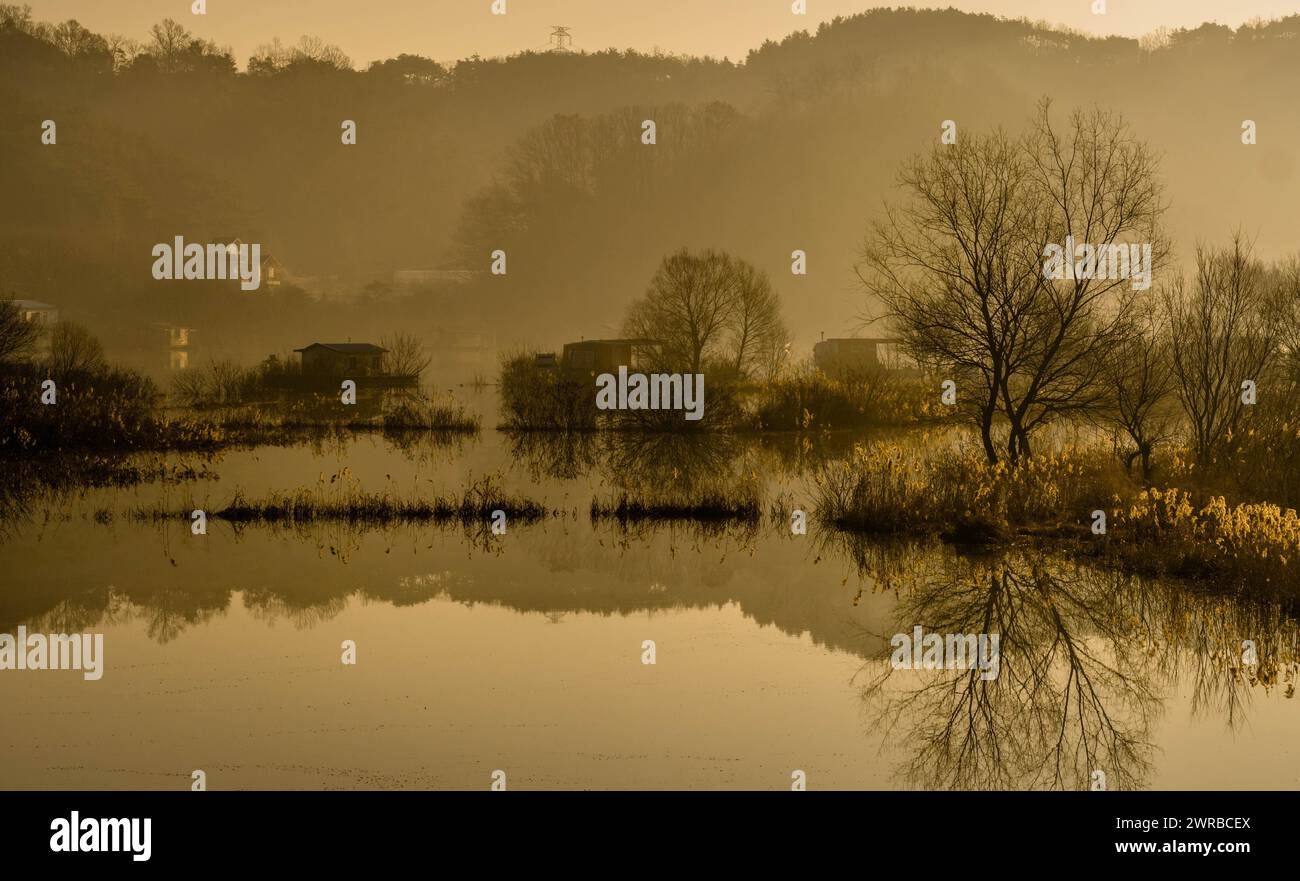 Misty foggy tree scene hi-res stock photography and images - Alamy
