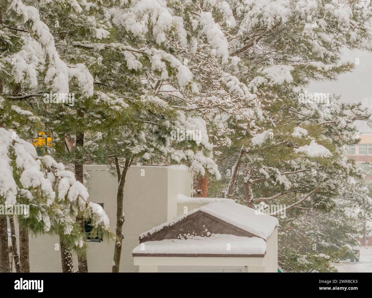 Korean pine trees hi-res stock photography and images - Alamy